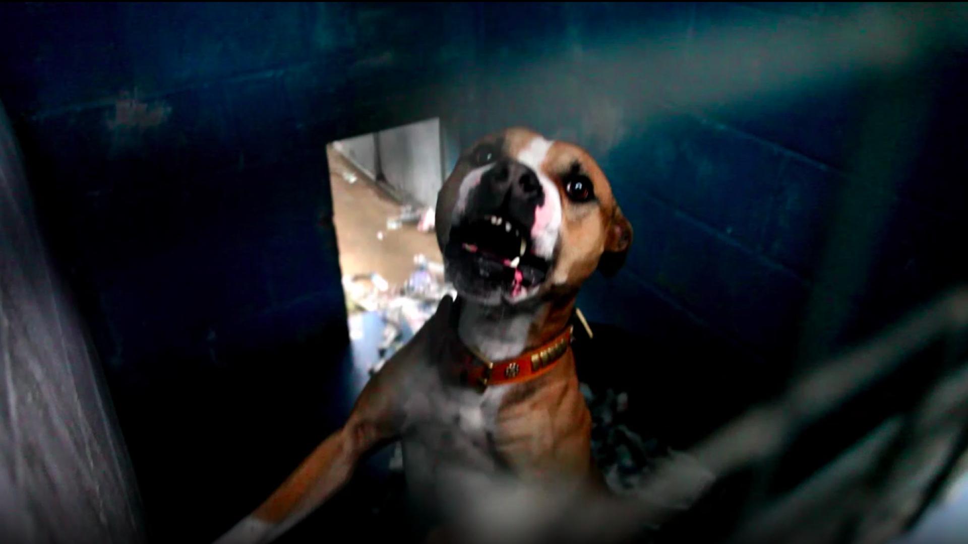 What Are Death Row Dogs