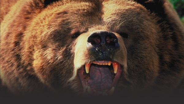 Killers on the Savannah | DangerTV